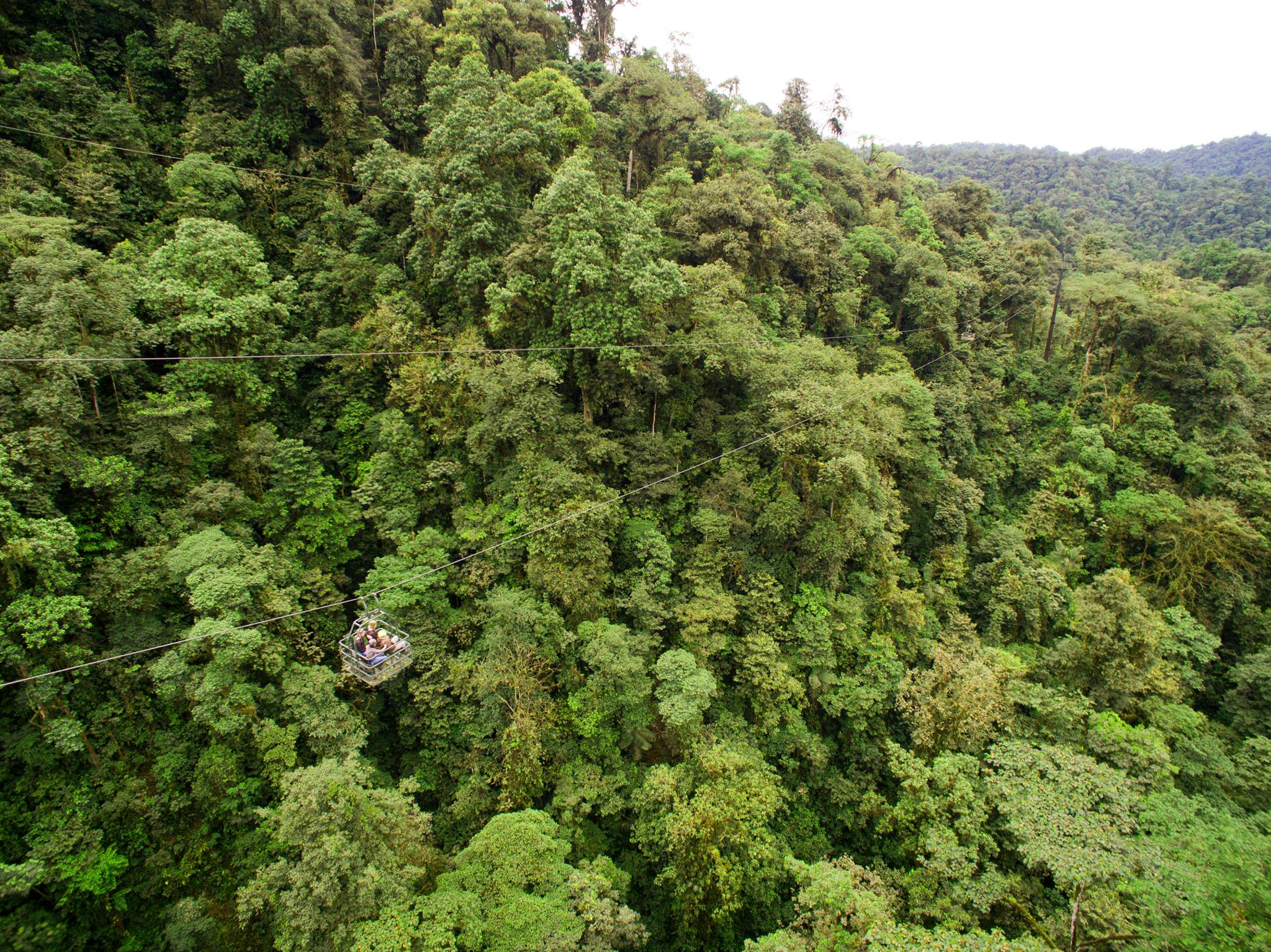 New Species Of Orchid Discovered At Ecuador’s Mashpi Lodge