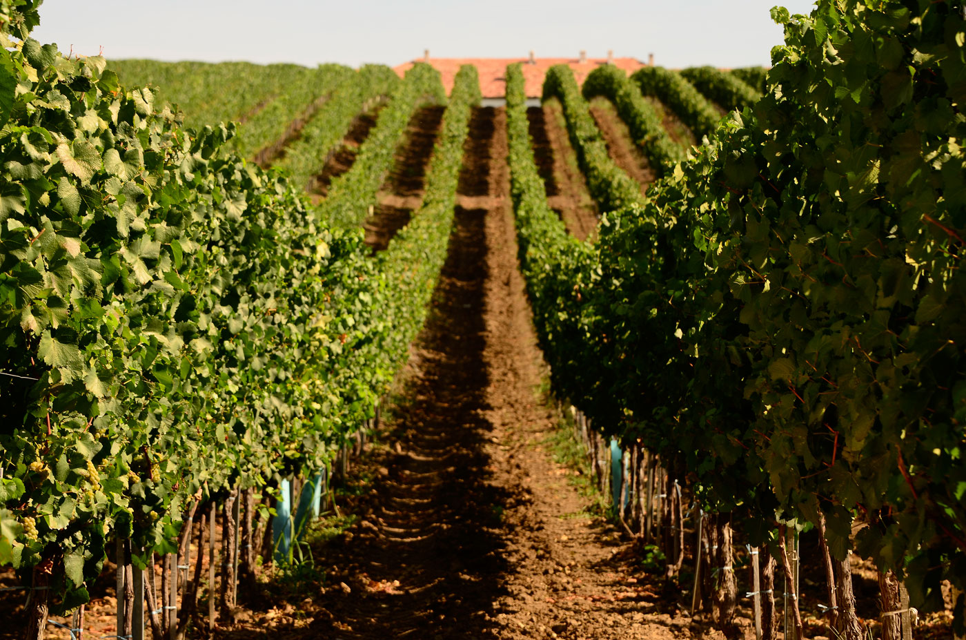 Exclusive Interview With Philip Cox, Owner Of Cramele Recas