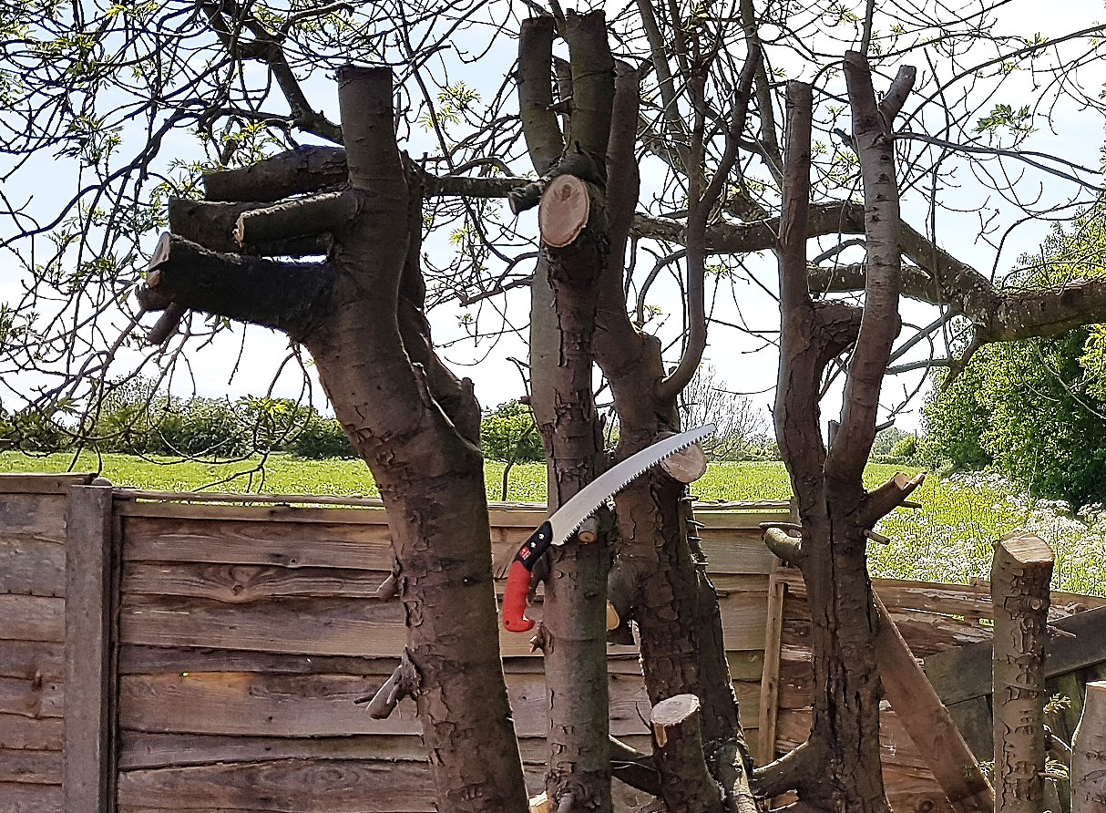 Samurai C-330-LH Pruning Saw Tested With Some Extreme Lopping