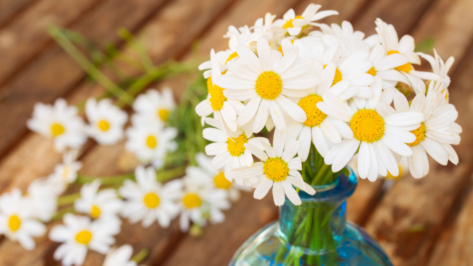 Birth Flowers, Their Meanings And How To Grow And Care For Them