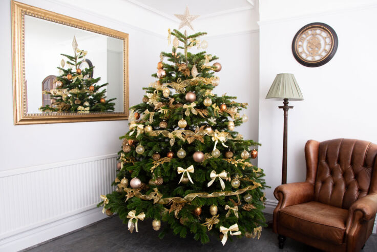How To Keep Your Nordmann Fir Christmas Tree Looking Magnificent