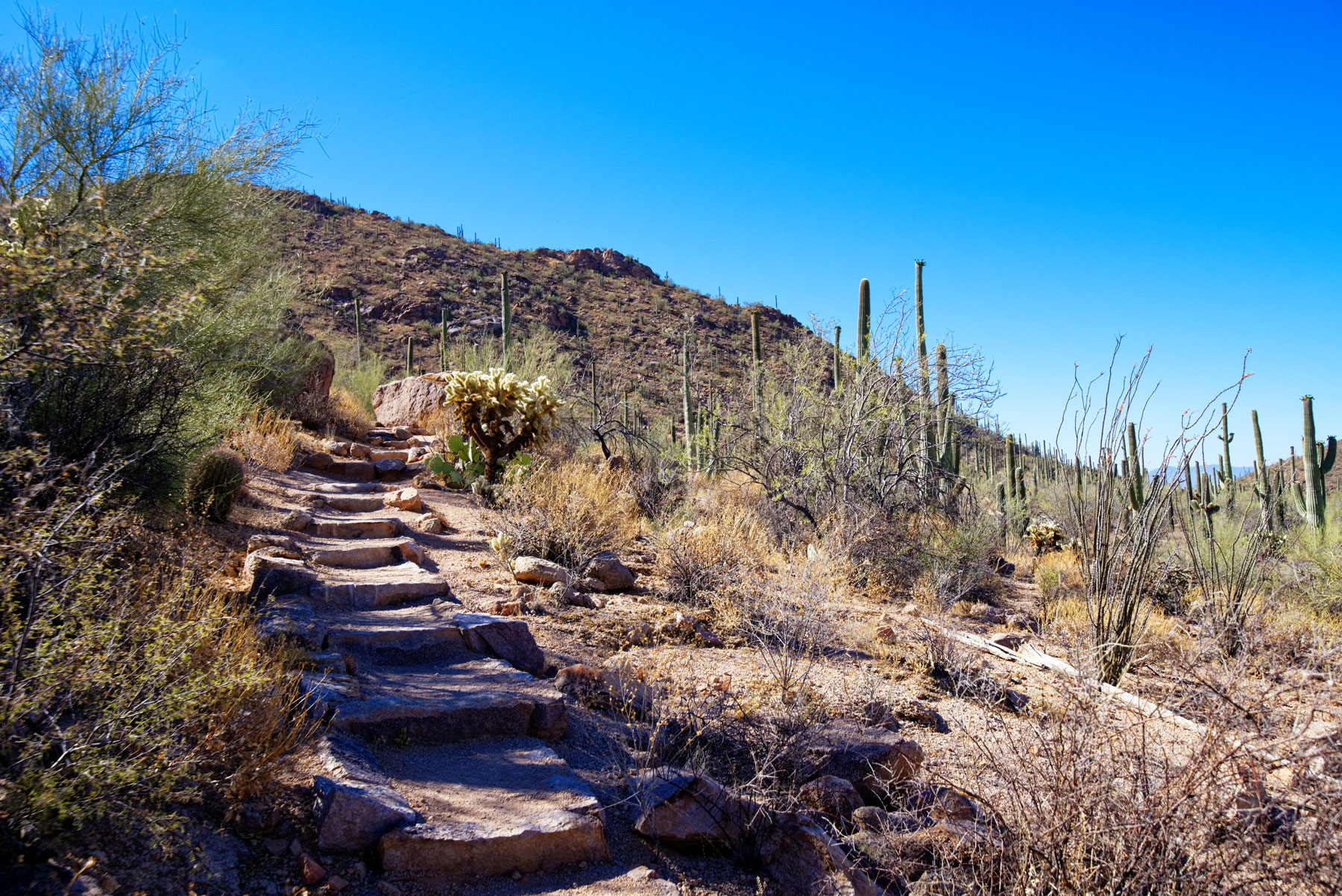 Hiking Trails In Scottsdale, Arizona That Will Excite All Skill Levels