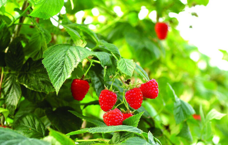 The Benefits Of Red Berry Fruits Revealed In A New Scientific Study