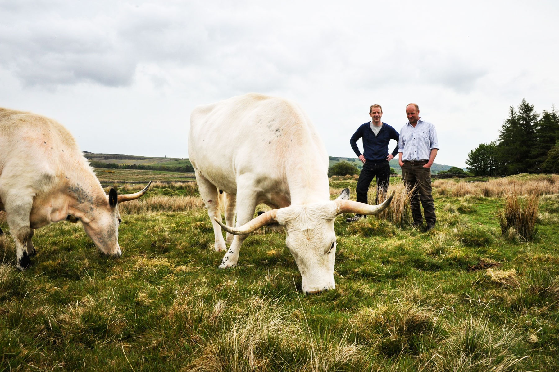Inside Yorkshire's Buffalo Cheese, Ale And Belted Galloway Beef Pie