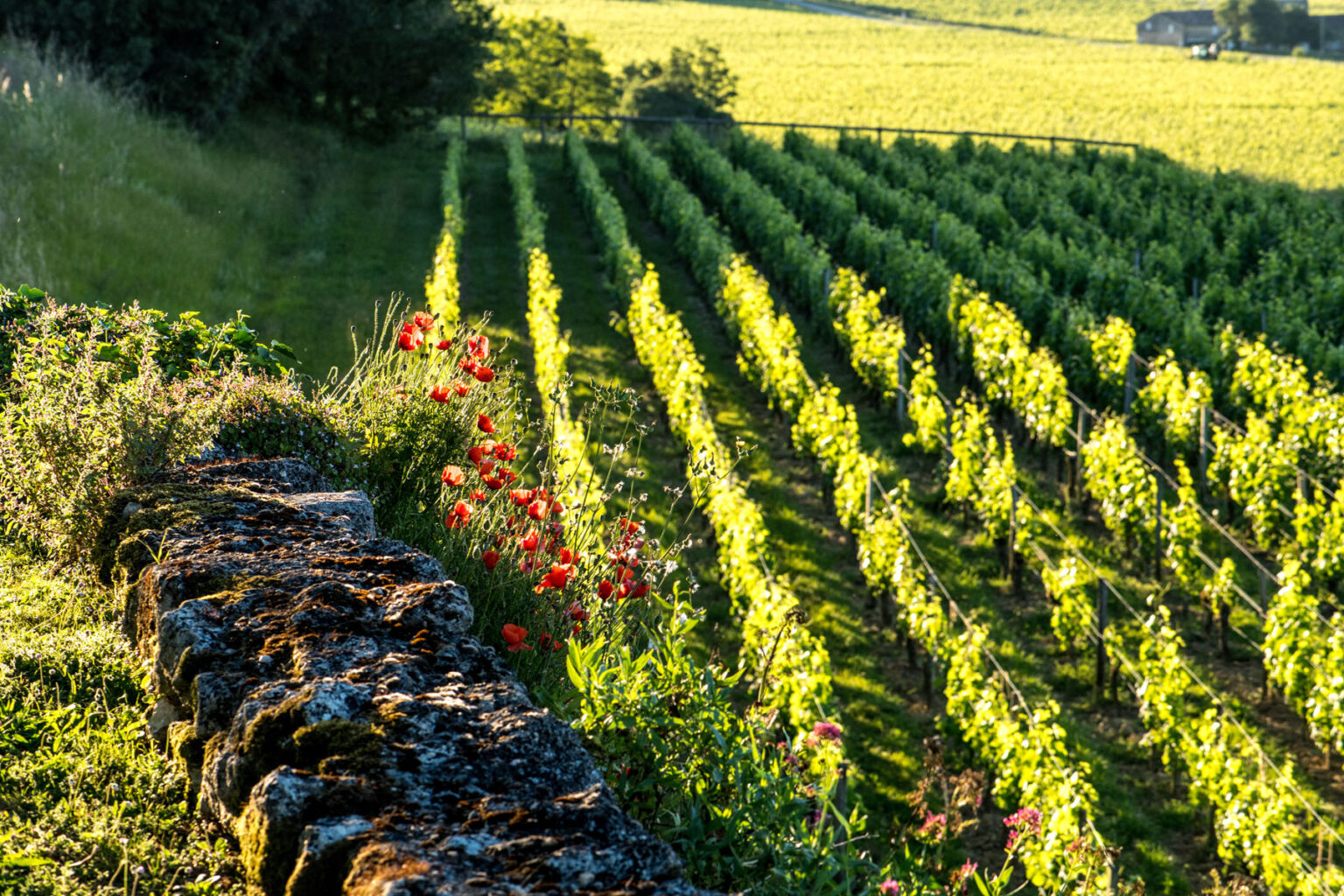 Le Clarence Enters Best Restaurants List While Château Quintus ...