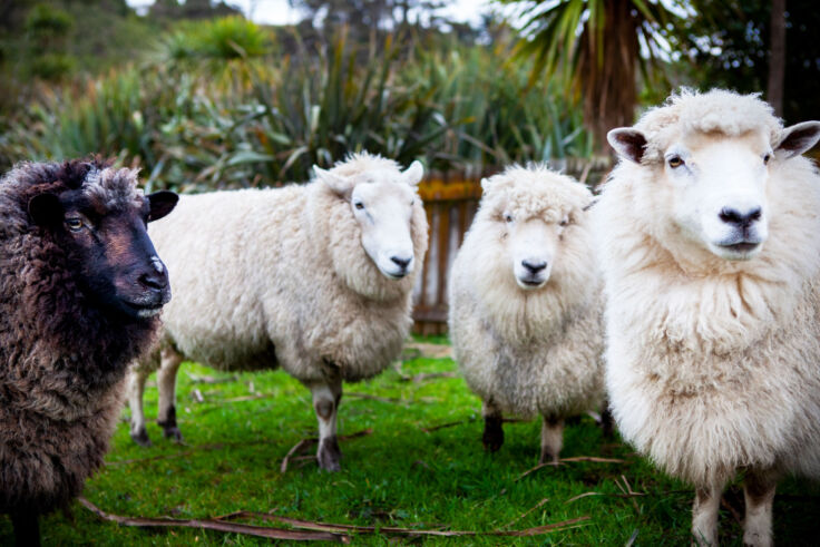 Sheep Inc., The Knitwear Brand That Makes You Look Good And Feel Good