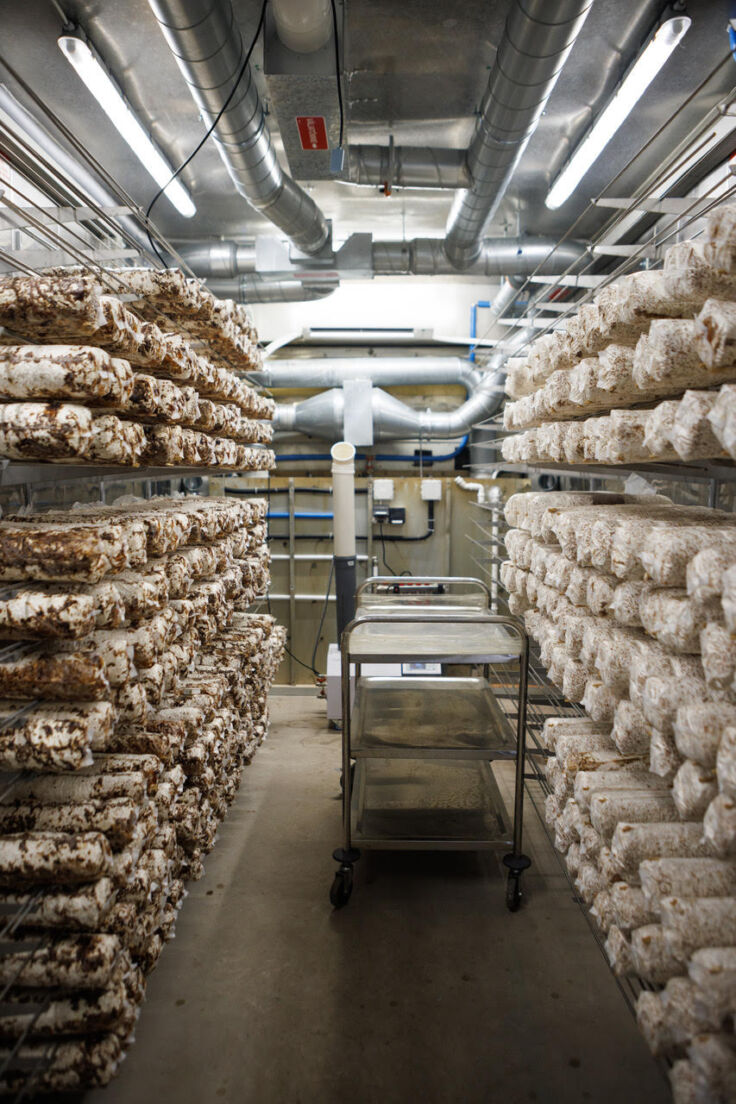 Shroomwell Biotech, Estonia's First Mushroom Research & Competence Centre