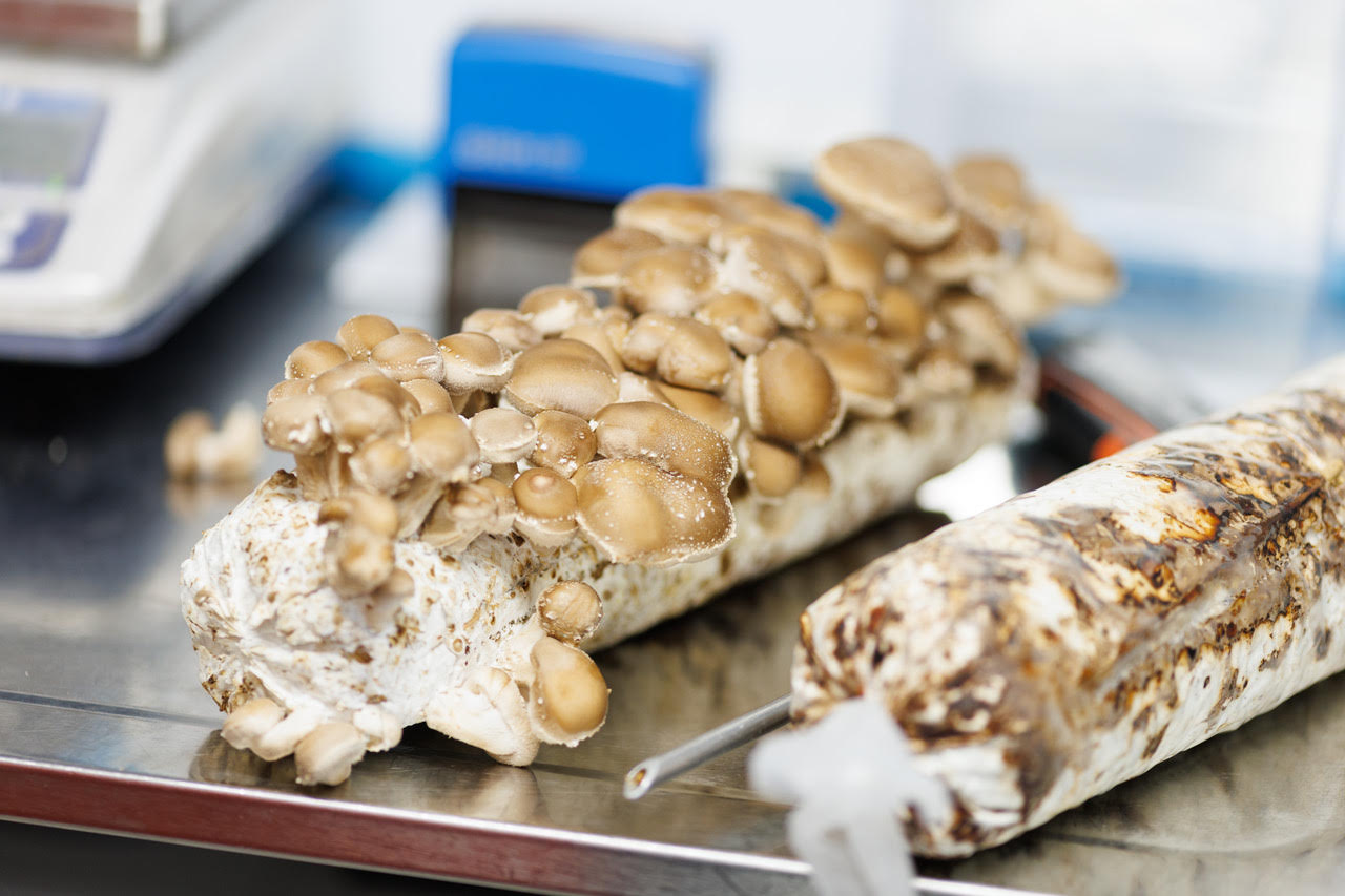 Shroomwell Biotech, Estonia's First Mushroom Research & Competence Centre