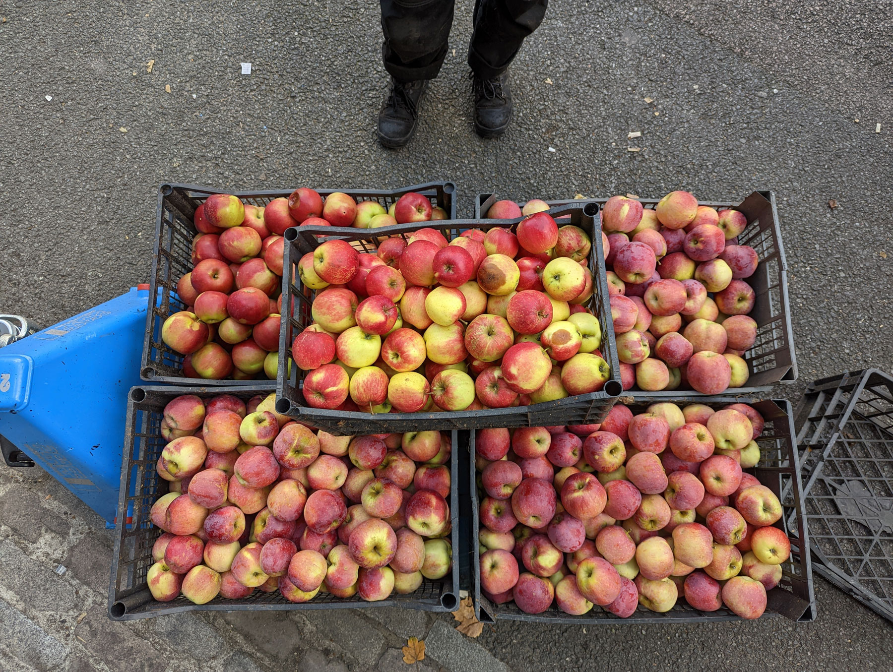 Hawkes Save 13 Tonnes Of Apples Going To Rot Thanks To Donation Drive
