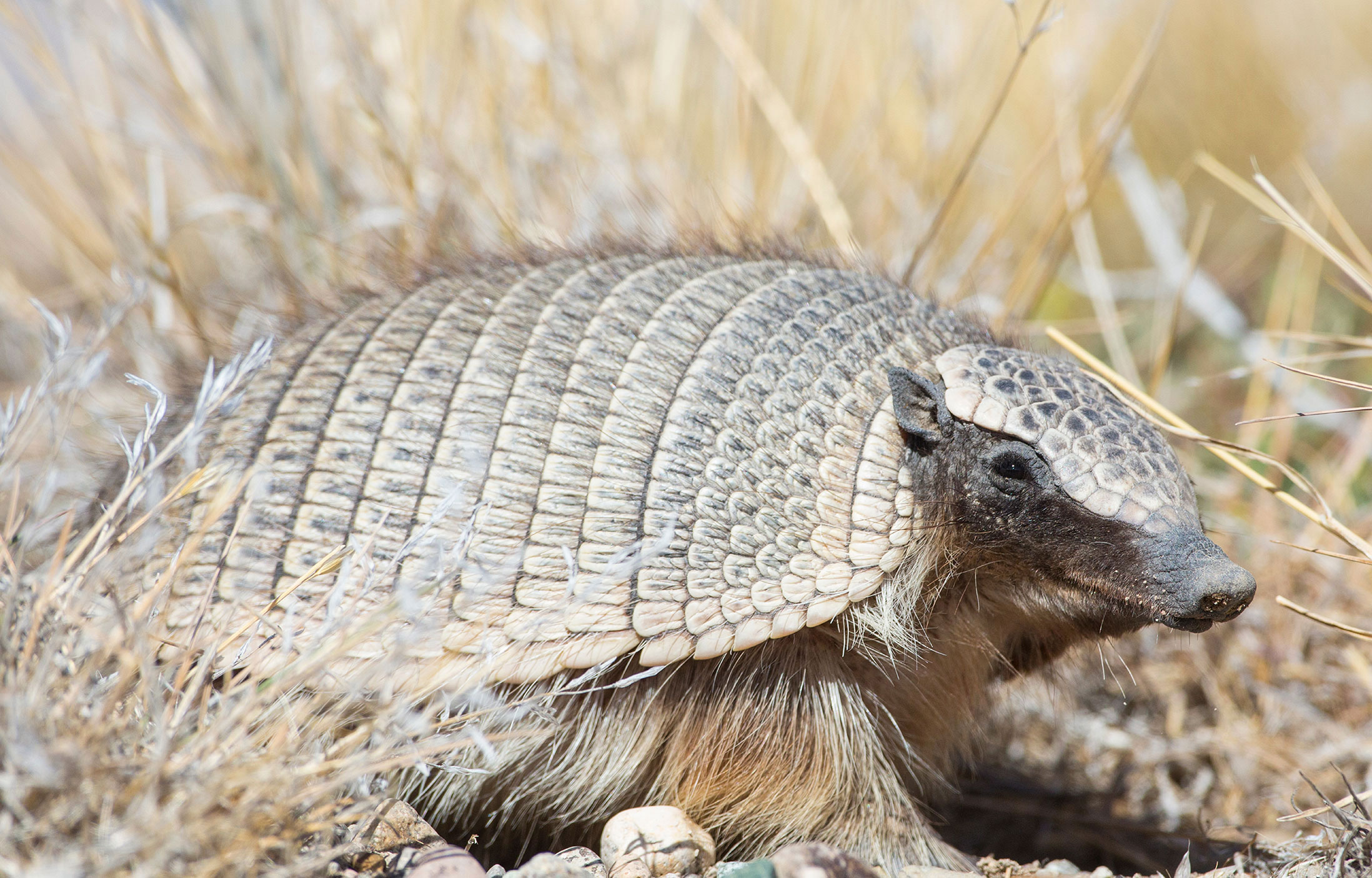 Witness The Wild In The New 180,000-ha Patagonia Park Argentina