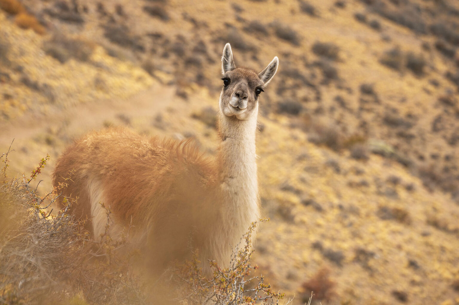 Witness The Wild In The New 180,000-ha Patagonia Park Argentina