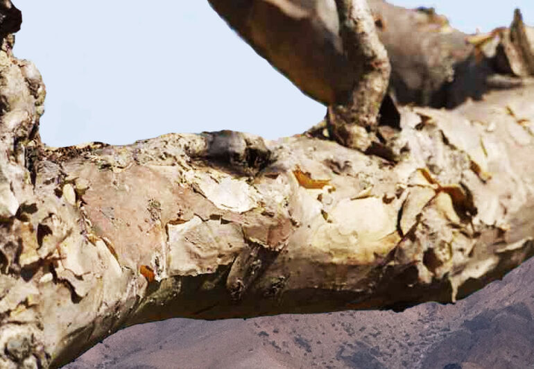 What Is Frankincense, And Where Can You Find The World's Best Grades?