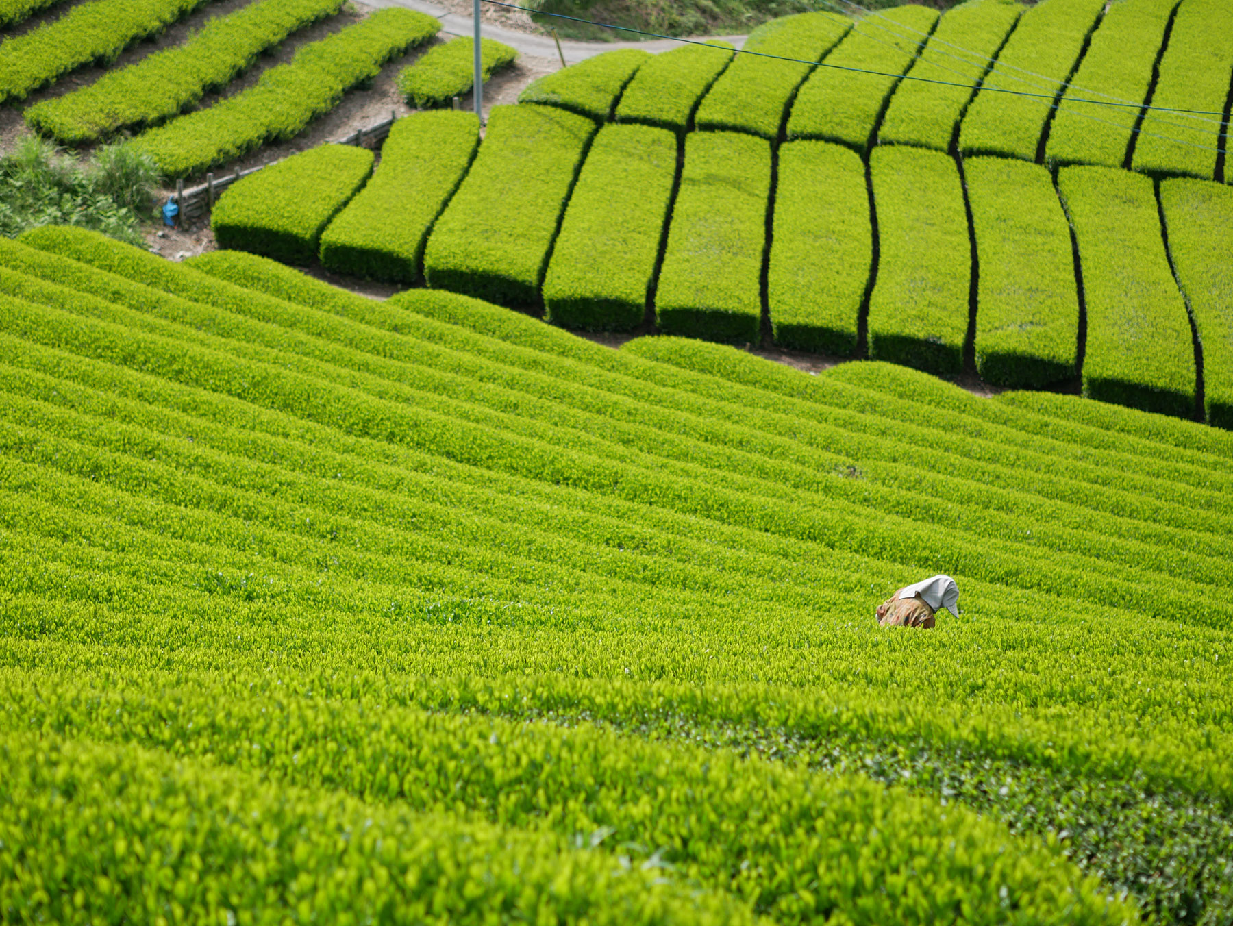 How Shizuoka, Japan's Green Tea Haven, Is Celebrating International Tea ...