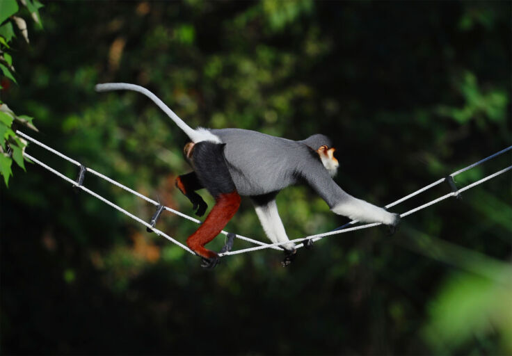 InterContinental Danang's New Bridges To Help Endangered Red-shanked ...