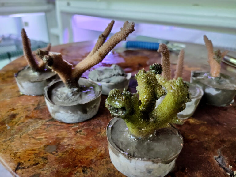 The Datai Pledge Publishes Third Annual Impact Report