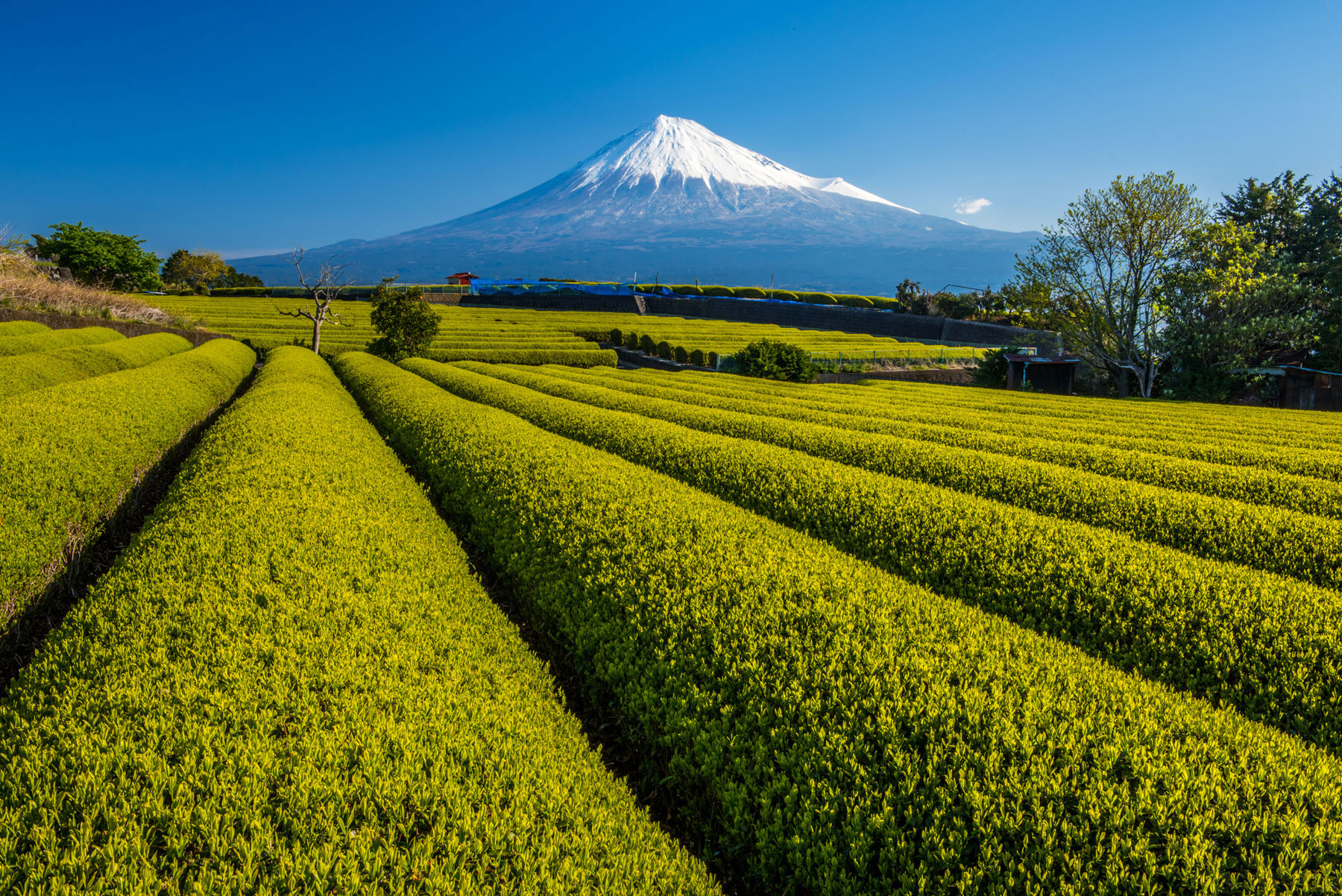 Shizuoka In Japan Unveils New Tours, Experiences, Dining Options And More