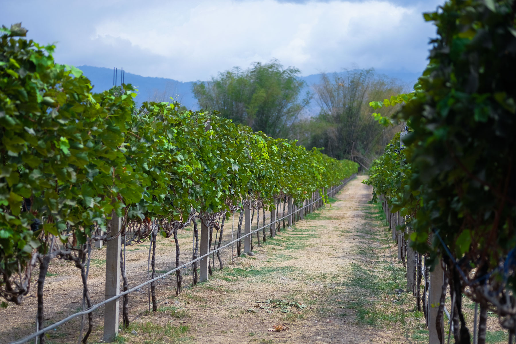 Bali's Hatten Wines Re-releases Their Inaugural Limited-edition Syrah 2018