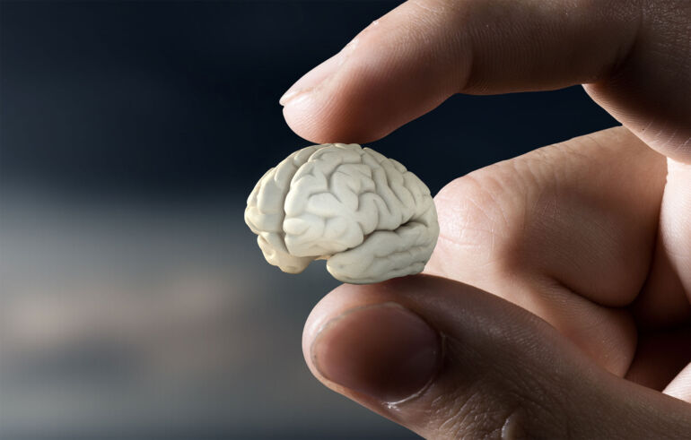 Research Shows Modern Human Brain Sizes Have Shrunk By 20%, What Is To ...