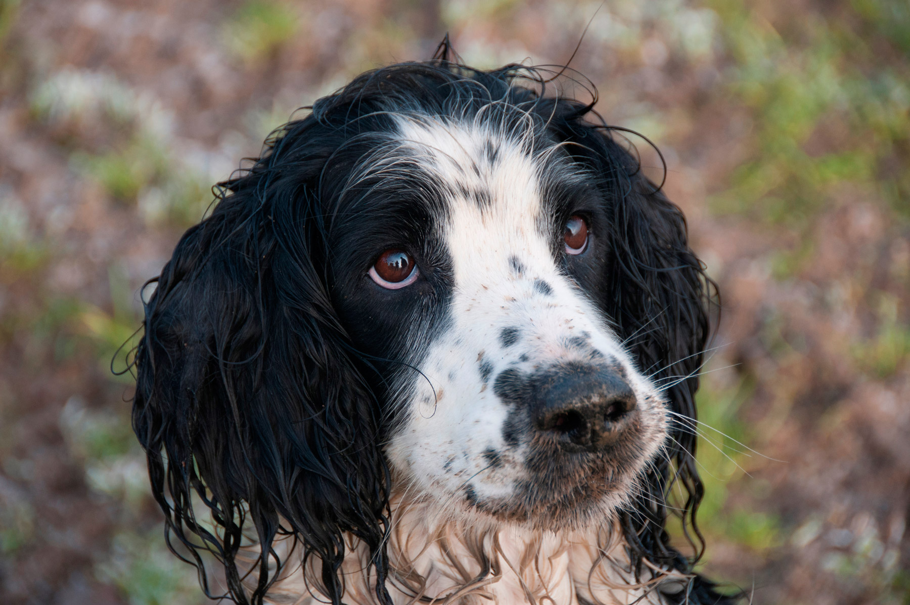 Top 5 Messiest And Cleanest Dog Breeds Revealed In Nationwide Study