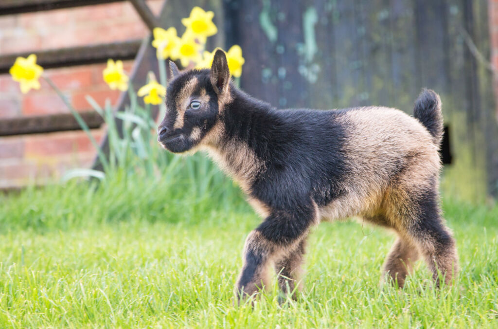IVF Introduces The Nigerian Dwarf Goat Breed To The UK