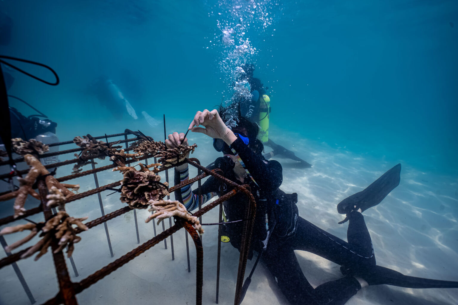 We Go Coral Planting With Lush Malaysia In The Johor Islands