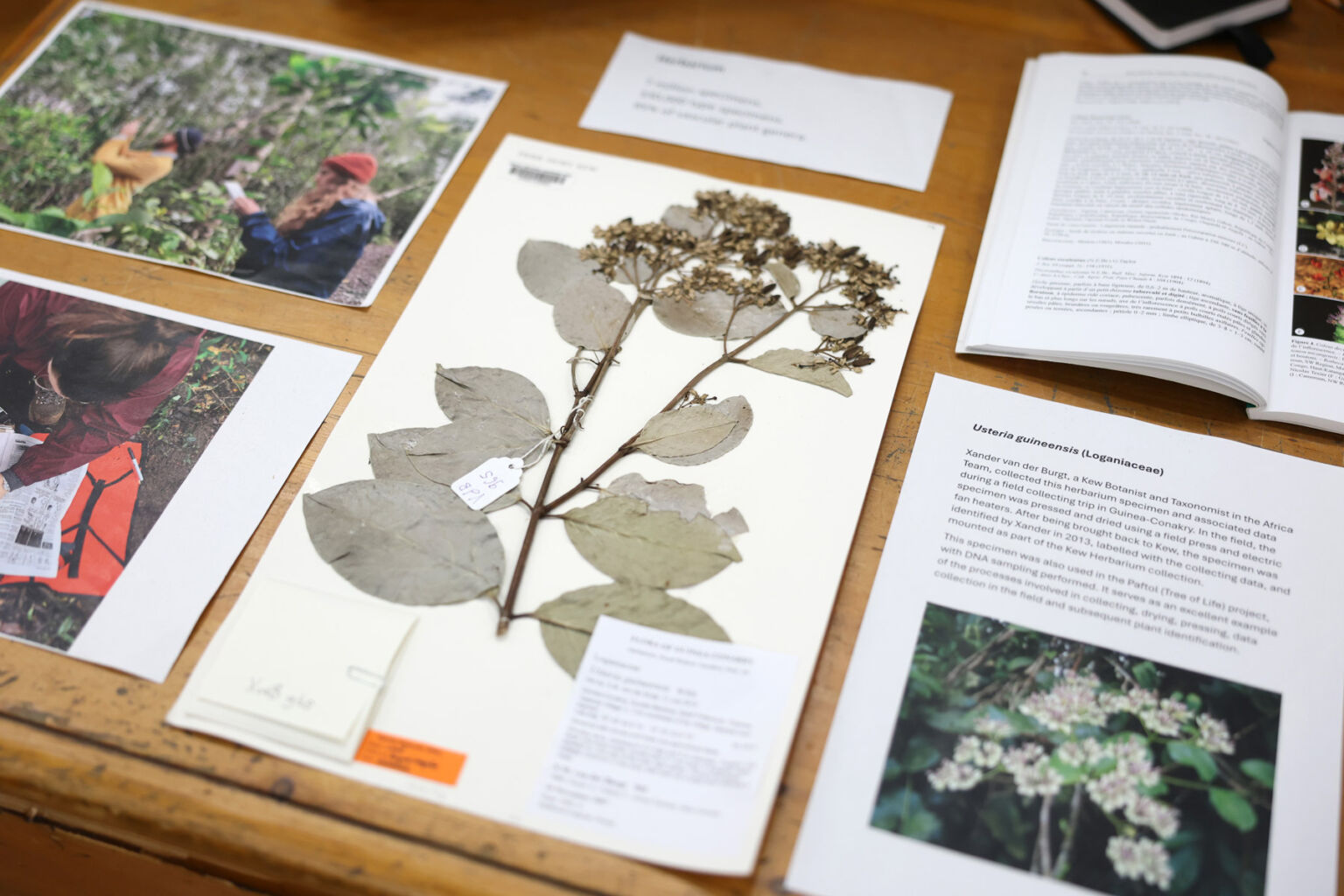 Well-known Faces Help With Final Push On Kew's Ambitious Digitisation ...