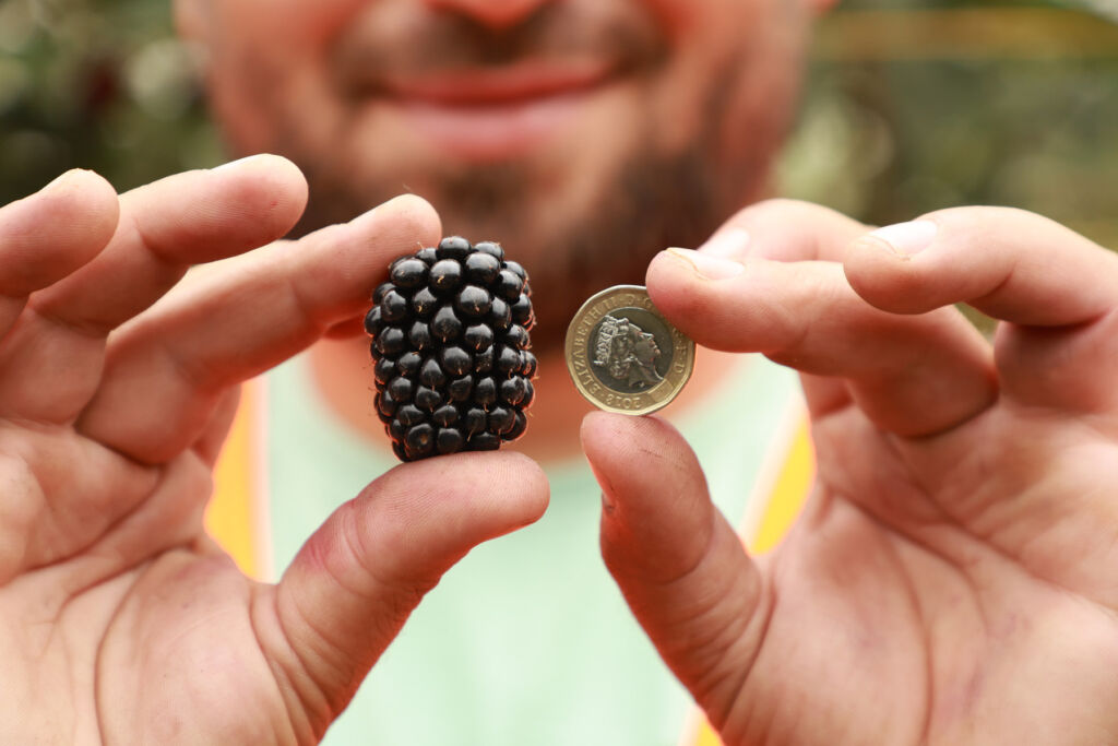 British Blackberry Season: The Rise Of The Berry World’s ‘Unsung Hero ...