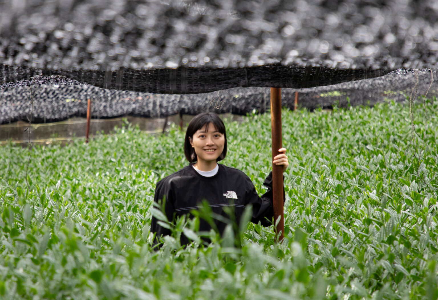 Aokomi: Hong Kong's First Matcha Mill Ushers In Fresh Tencha-to-Matcha ...