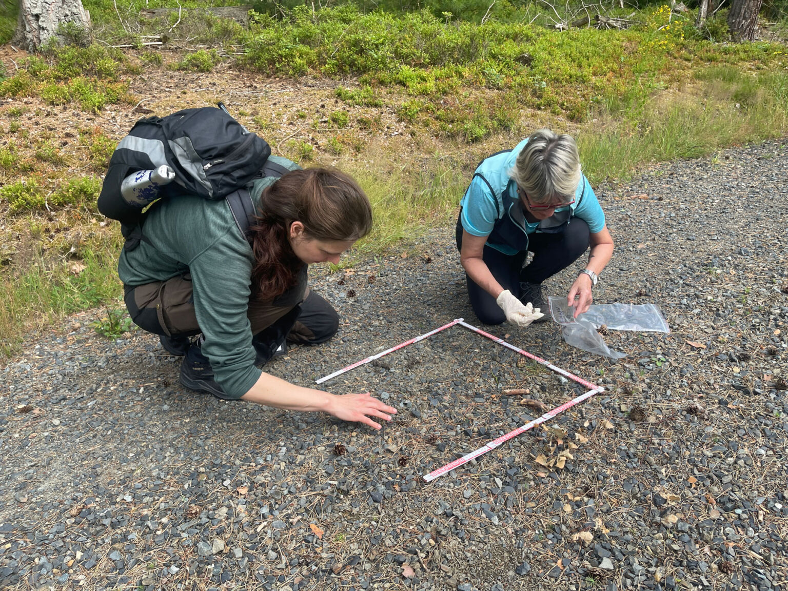 Wolves Of Lower Saxony: Citizen Science Delivers Key Data As Debates ...